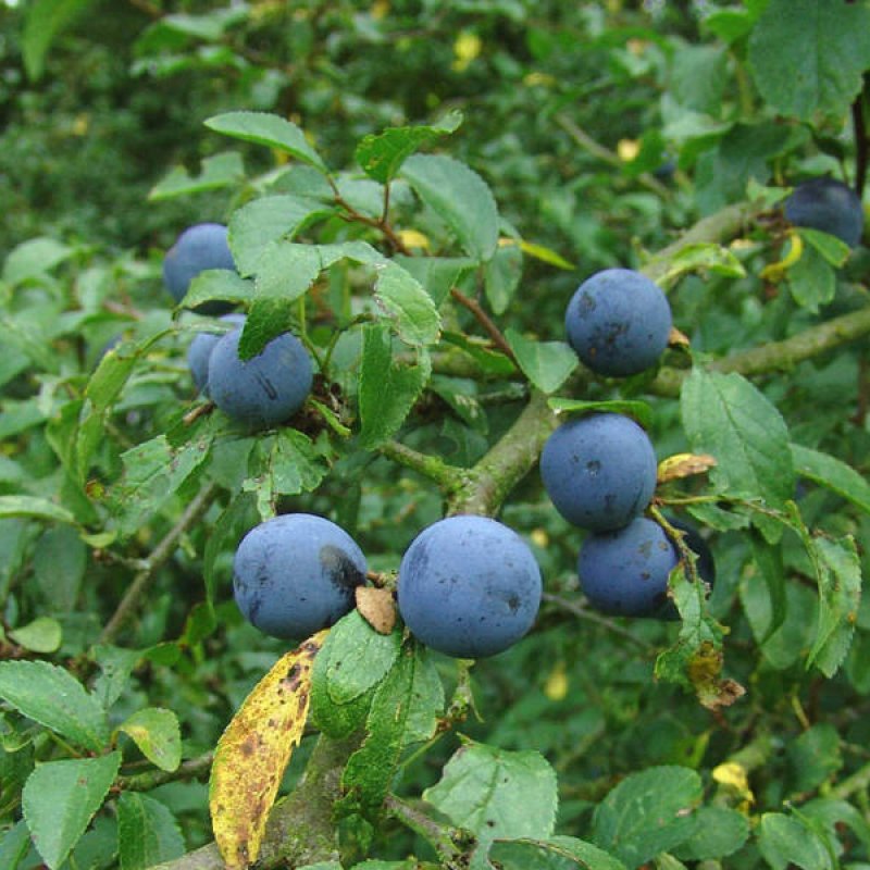 10+ Prunus Spinosa ( Blackthorn / Sloe ) seeds