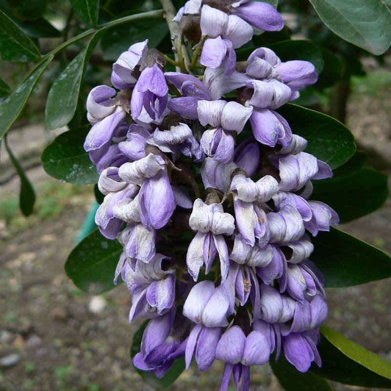 5 Sophora Secundiflora ( Mescal Bean Tree ) seeds