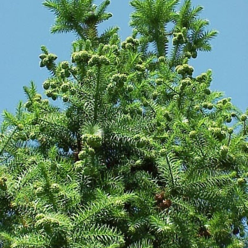 25+ Cunninghamia Lanceolata ( Chinese Cunninghamia ) seeds