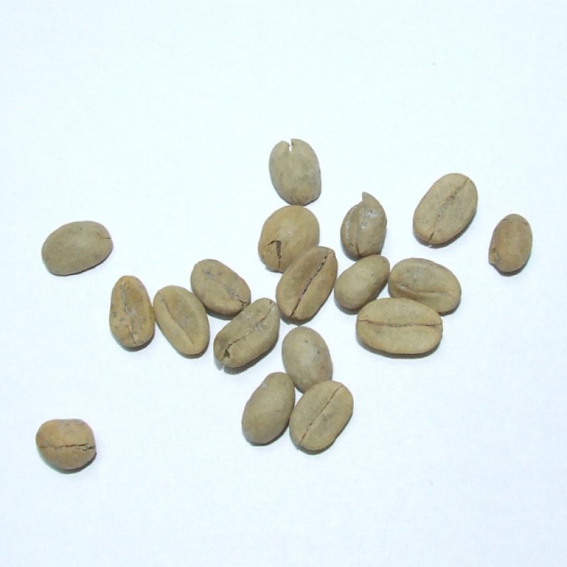 15+ Coffea Arabica ( Arabian Coffee Tree ) seeds