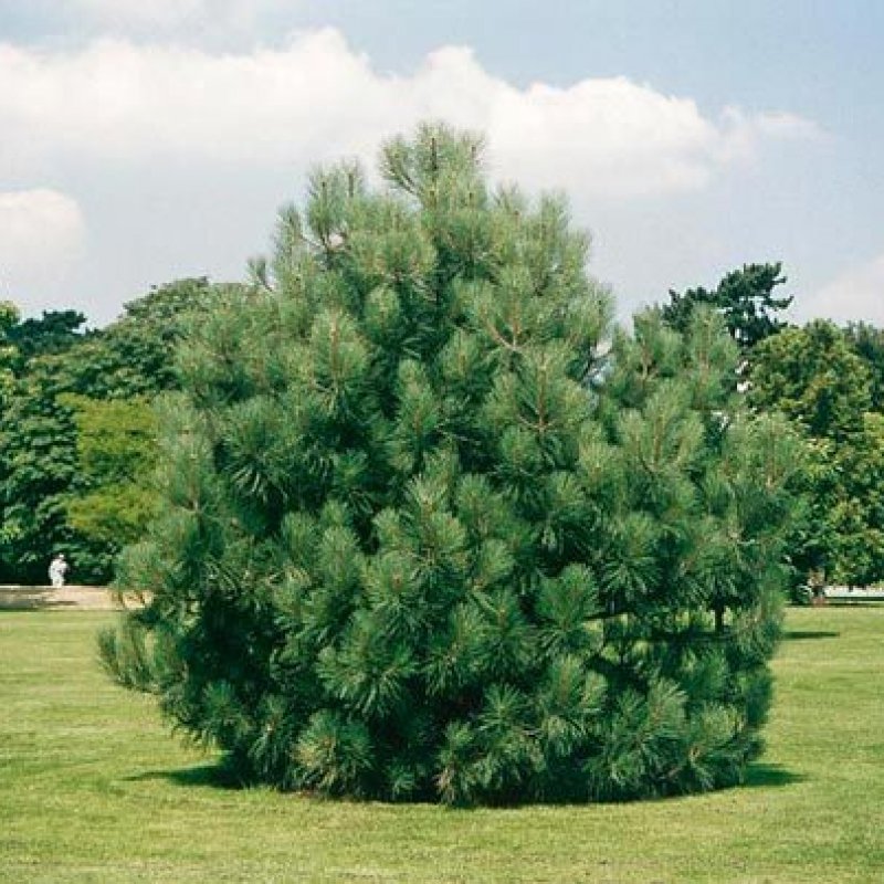 10+ Pinus Coulteri ( Big Cone Pine ) seeds