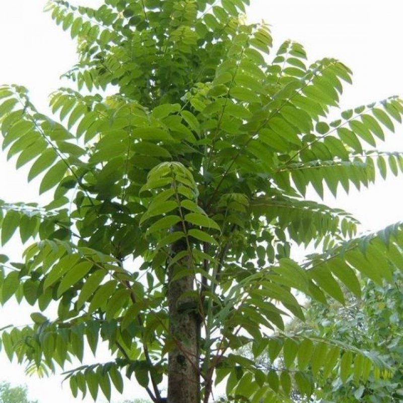 10+ Toona / Cedrela Sinensis ( Chinese Mahogany ) seeds