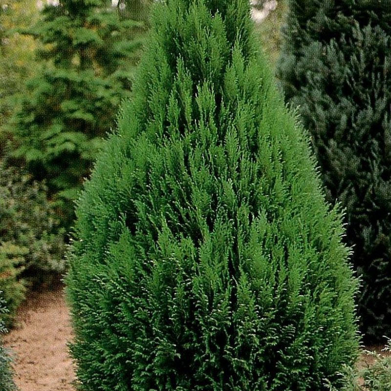 20+ Thuja Orientalis Compacta ( Nana Chinese Arborvitae ) seeds