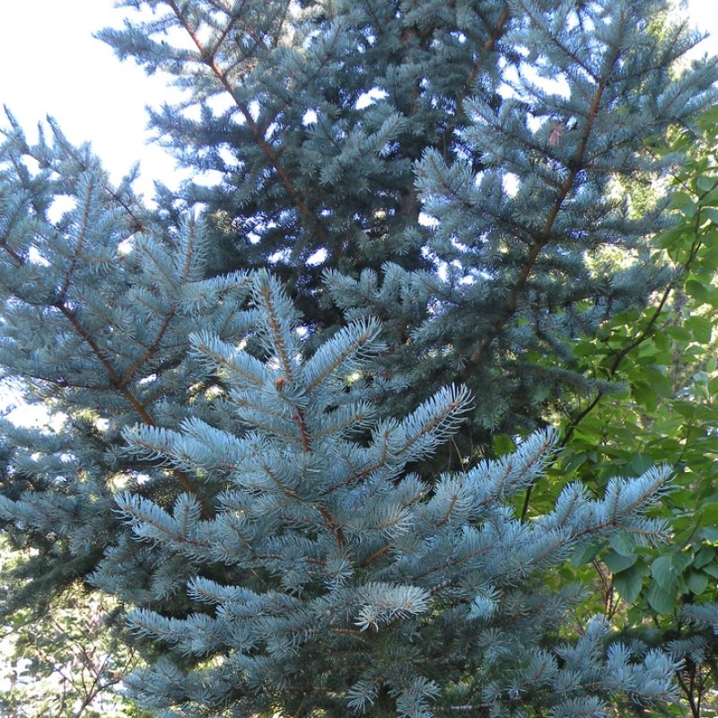20+ Picea Meyeri ( Meyer's Spruce ) seeds