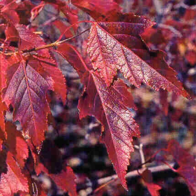 30+ Acer Ginnala Flame ( Flame Amur Maple ) seeds