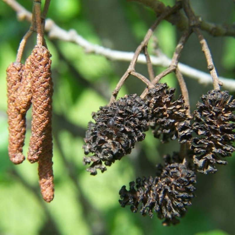20+ Alnus Glutinosa ( Black Alder ) seeds
