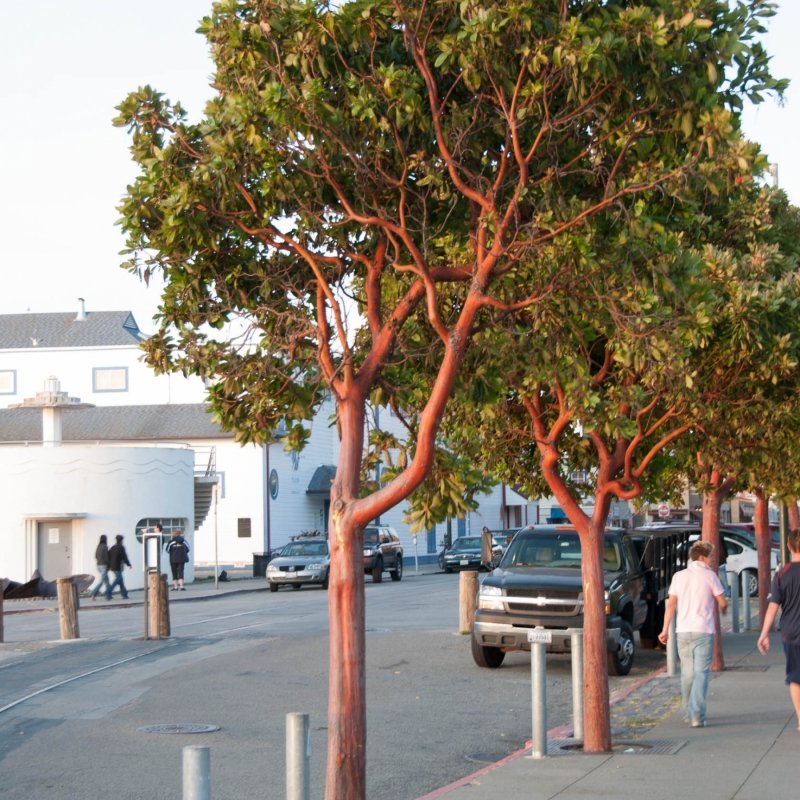 5+ Arbutus Menziesii ( Madrone ) seeds