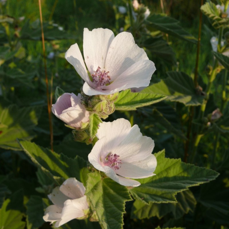 10+ Althaea Officinalis ( Marsh Mallow ) seeds