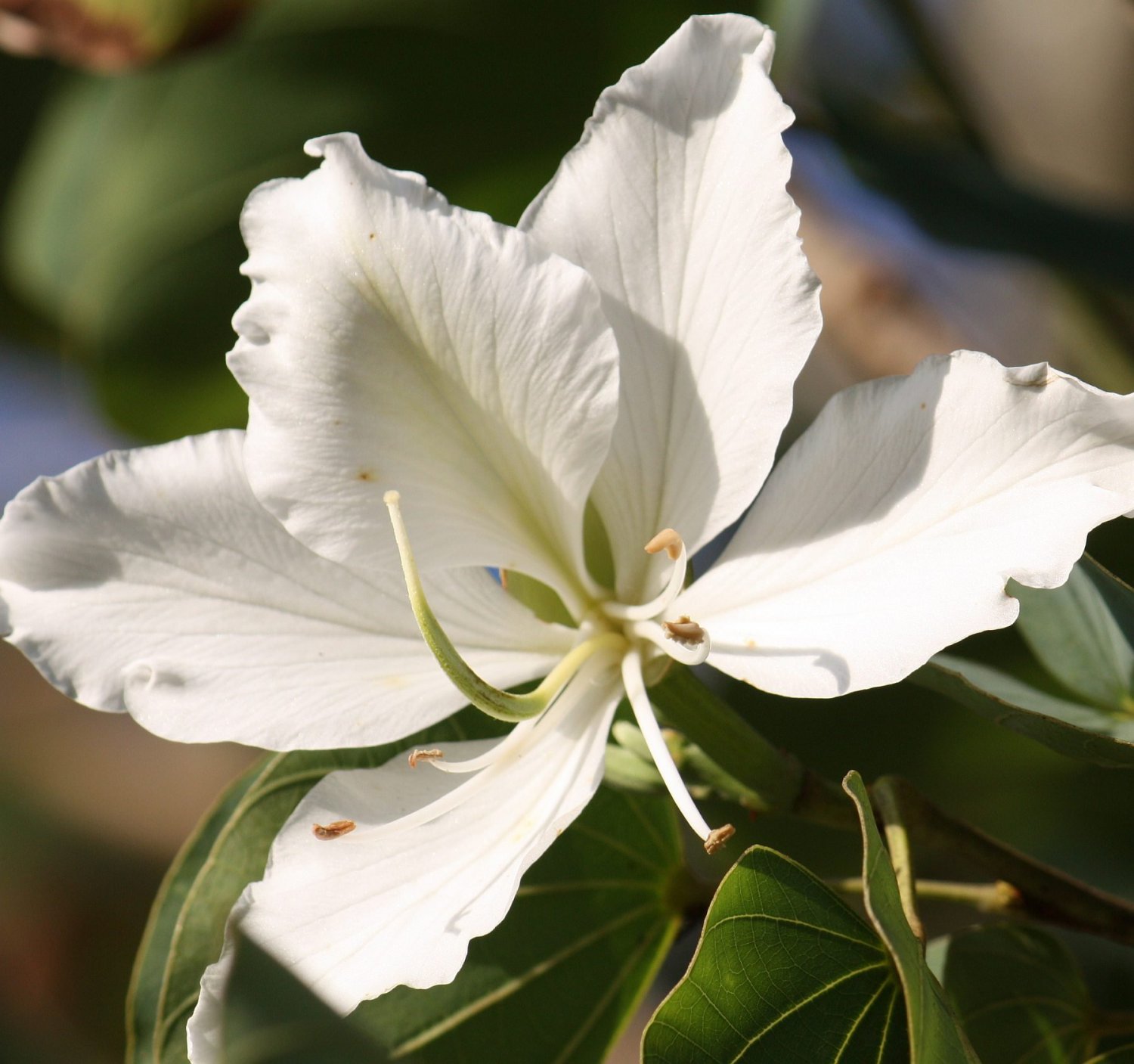 10+ Bauhinia Variegata Alba ( White Orchid Tree ) seeds