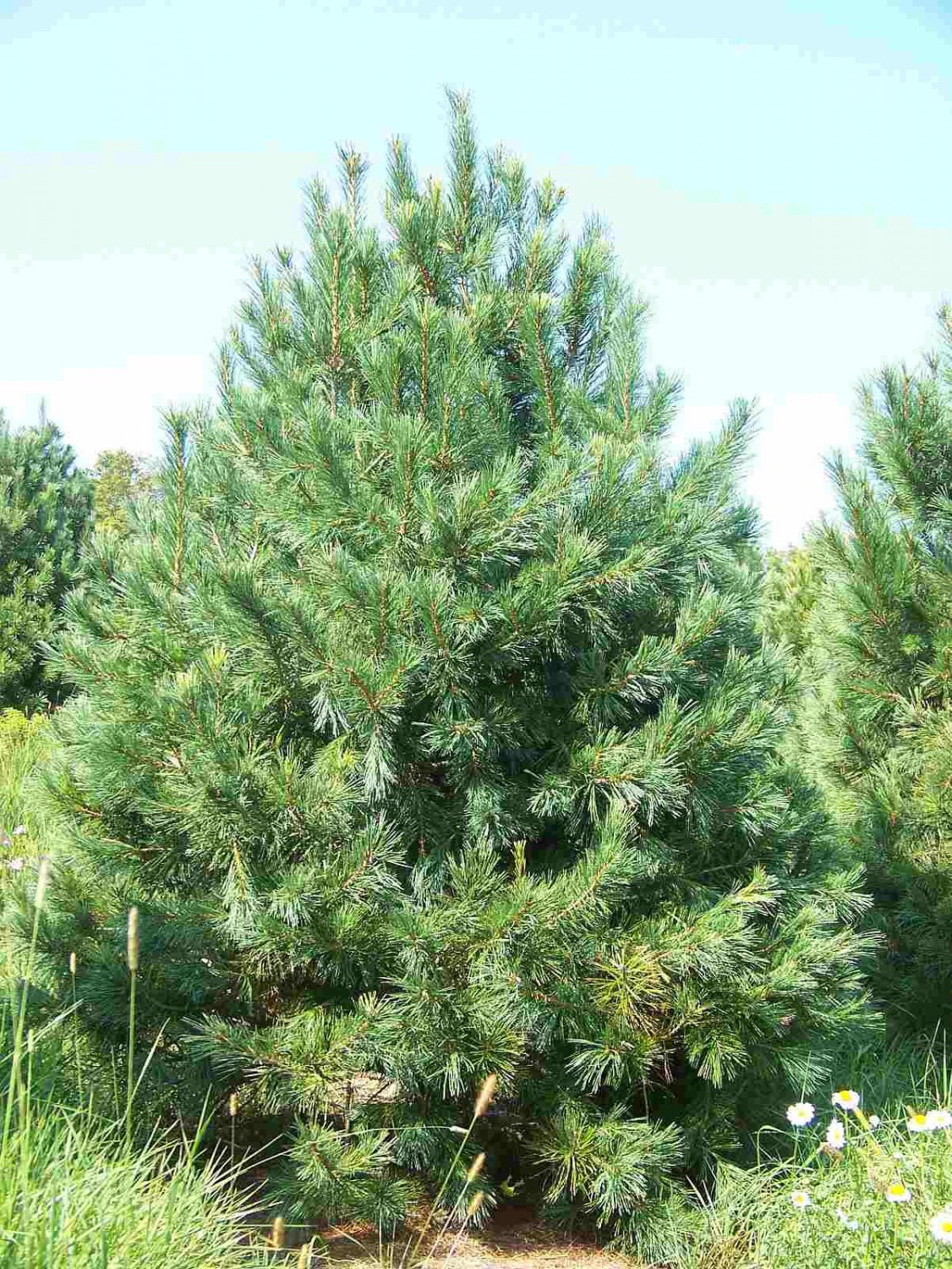 10+ Pinus Strobiformis ( Southwestern White Pine ) seeds