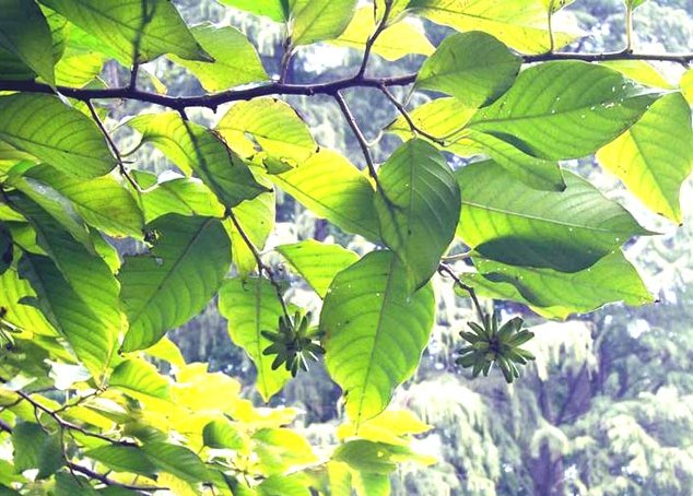 15+ Camptotheca Acuminata ( Happy Tree ) seeds