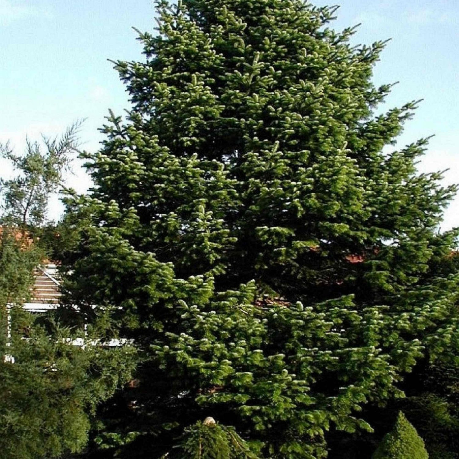15+ Abies Delavayi Georgei ( Delavays Fir ) seeds