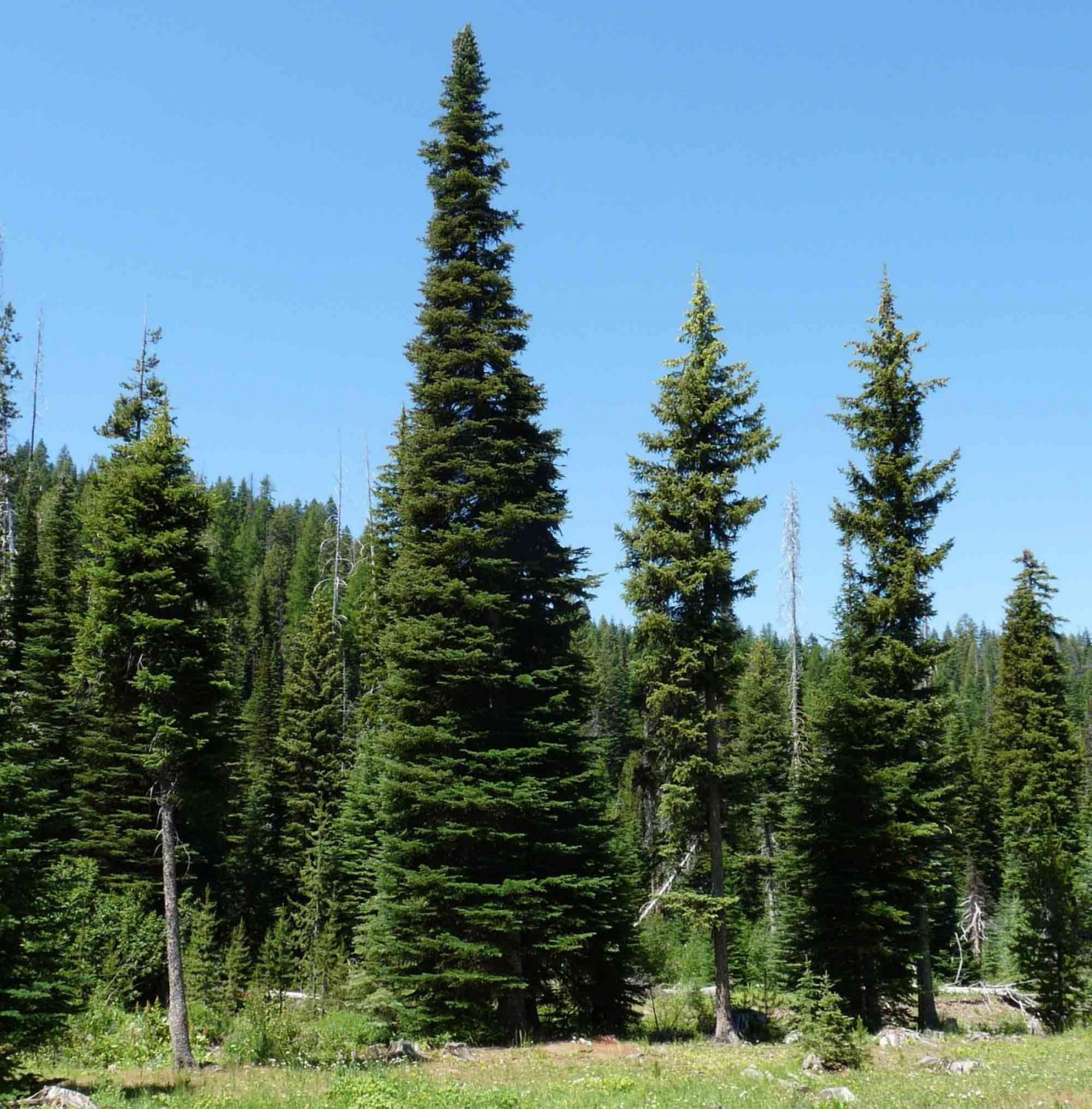 20+ Abies Lasiocarpa ( Alpine Fir ) seeds