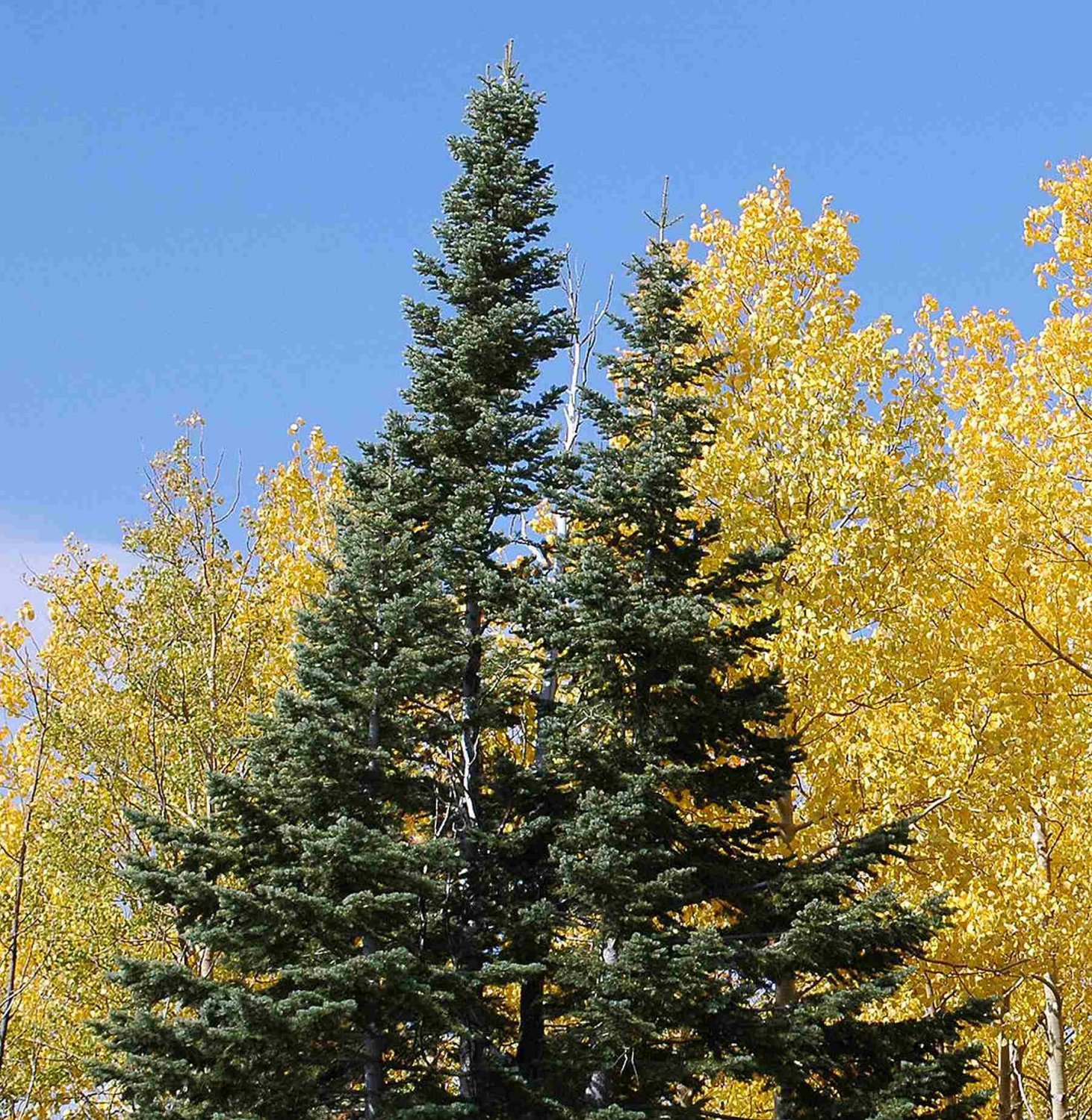 20+ Abies Lasiocarpa ( Alpine Fir ) seeds