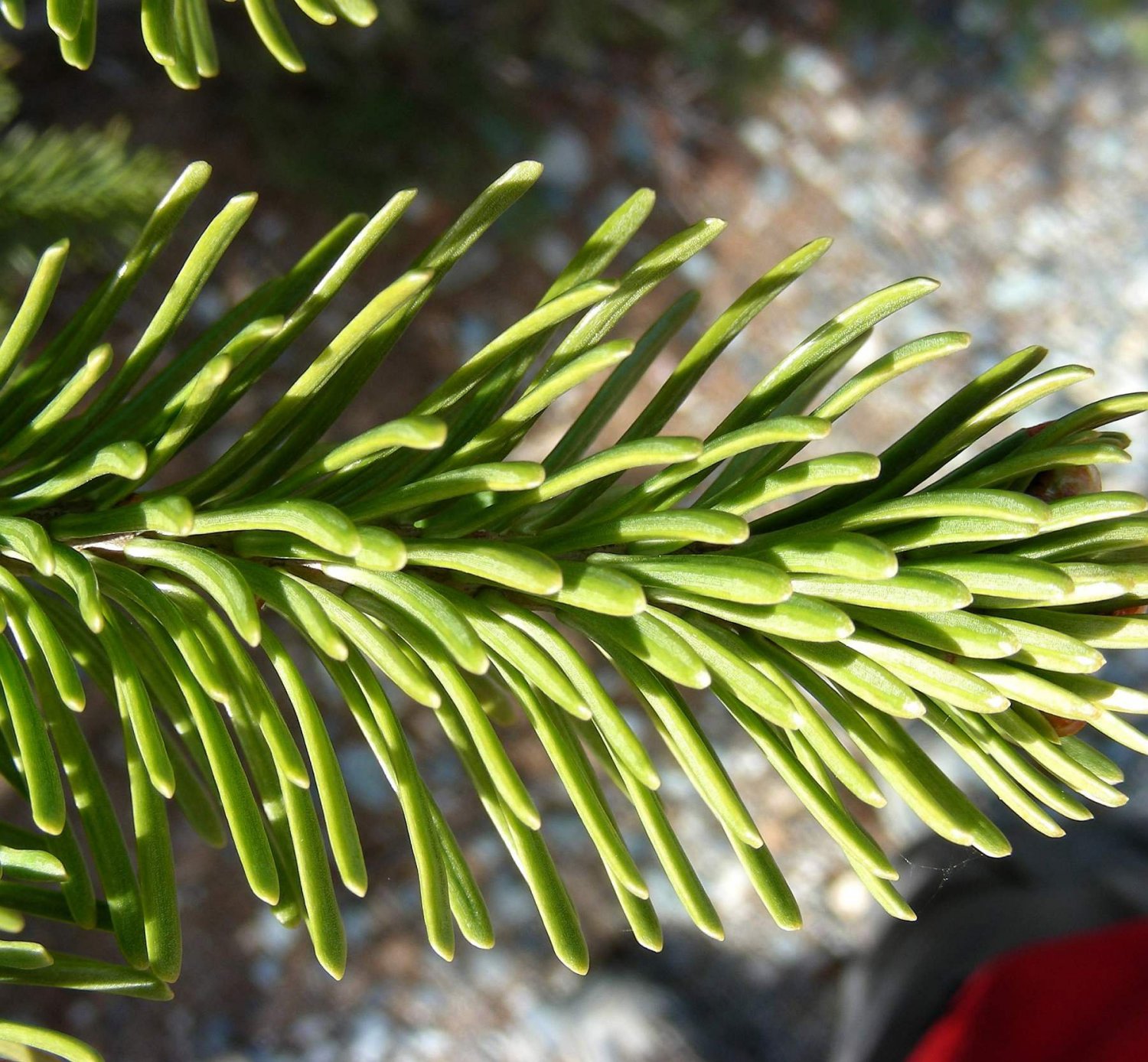 20+ Abies Lasiocarpa ( Alpine Fir ) seeds