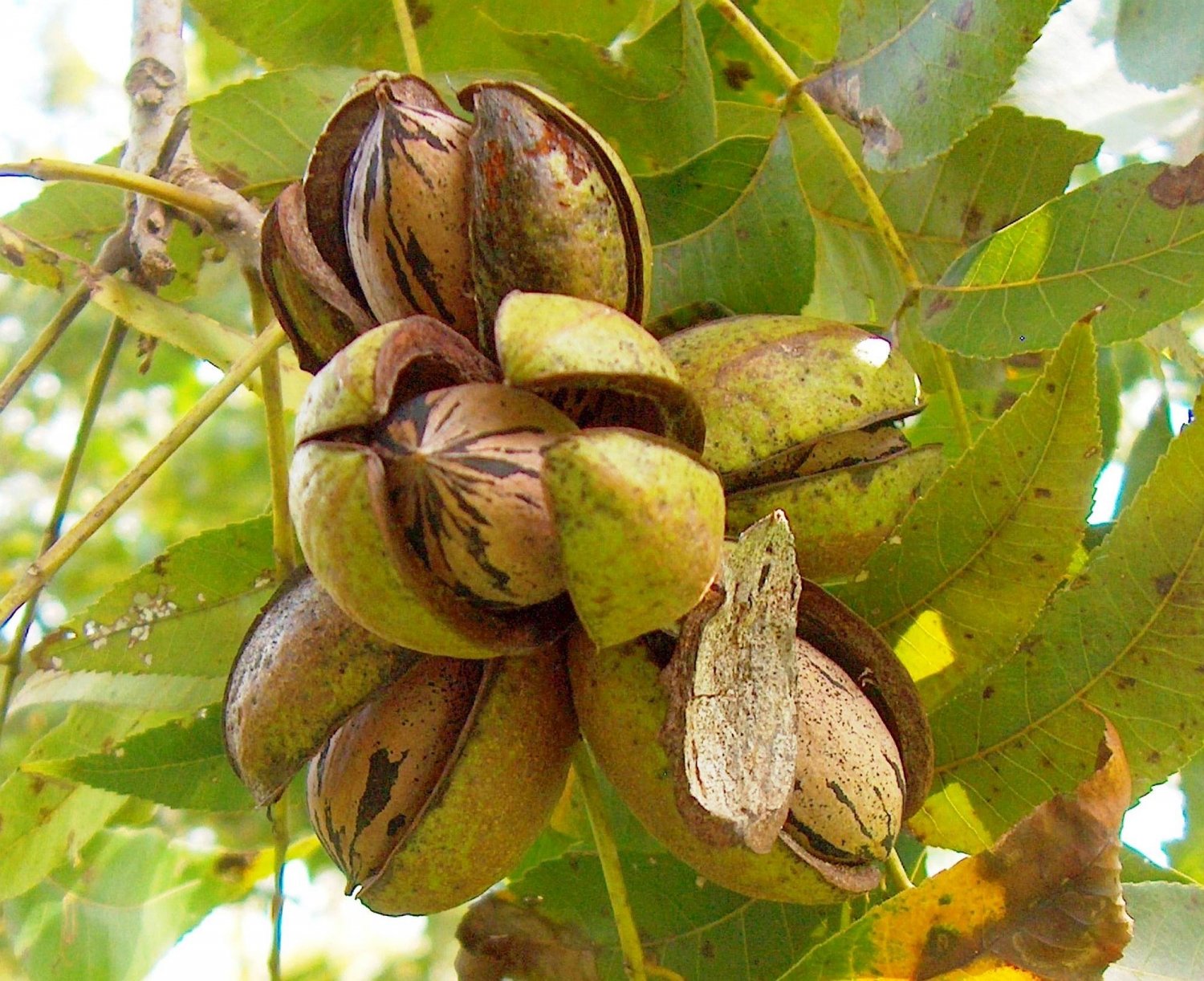 6 Carya Illinoensis ( Papershell Pecan ) seeds