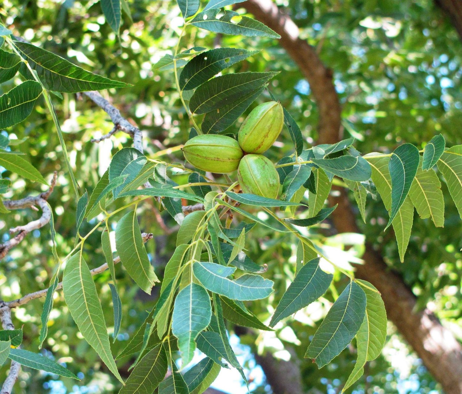 6 Carya Illinoensis ( Papershell Pecan ) seeds