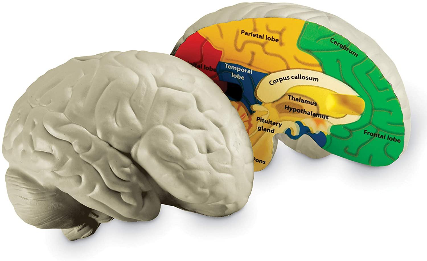 Learning Resources Cross-Section Brain Model, 2 Piece, Color Coded ...