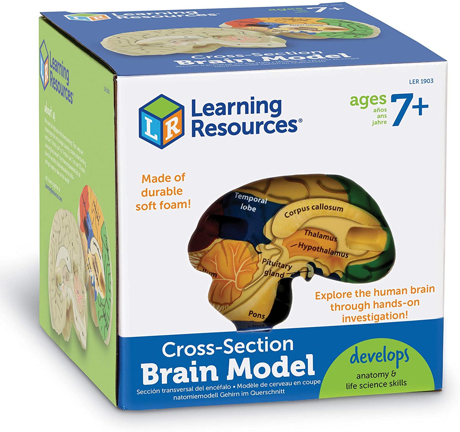 Learning Resources Cross-Section Brain Model, 2 Piece, Color Coded ...