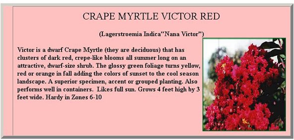 Victor Red Crape Myrtle