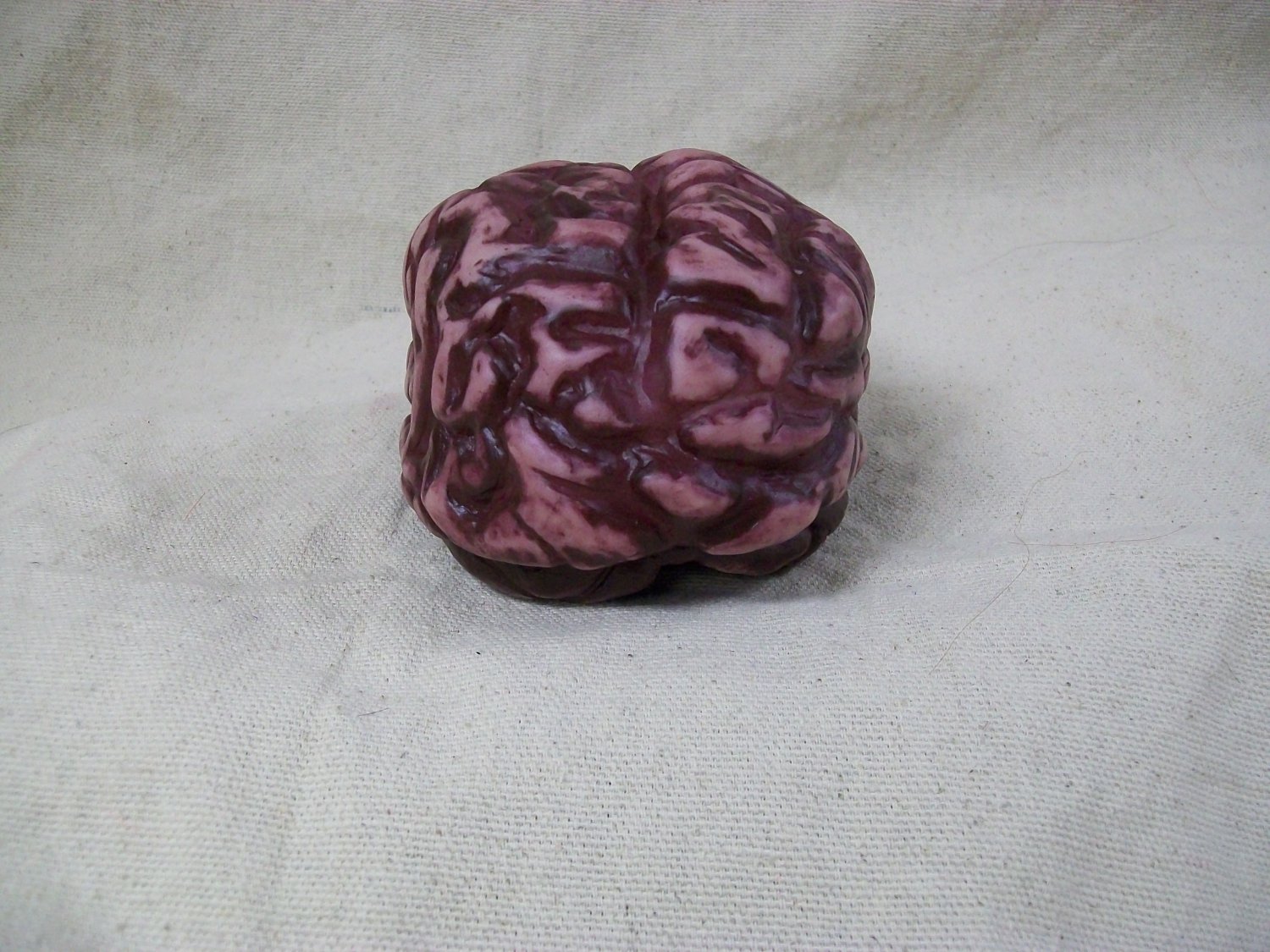 Bloody Human Brain Halloween Prop Creepy Mad Lab Butcher Shop Morgue ...