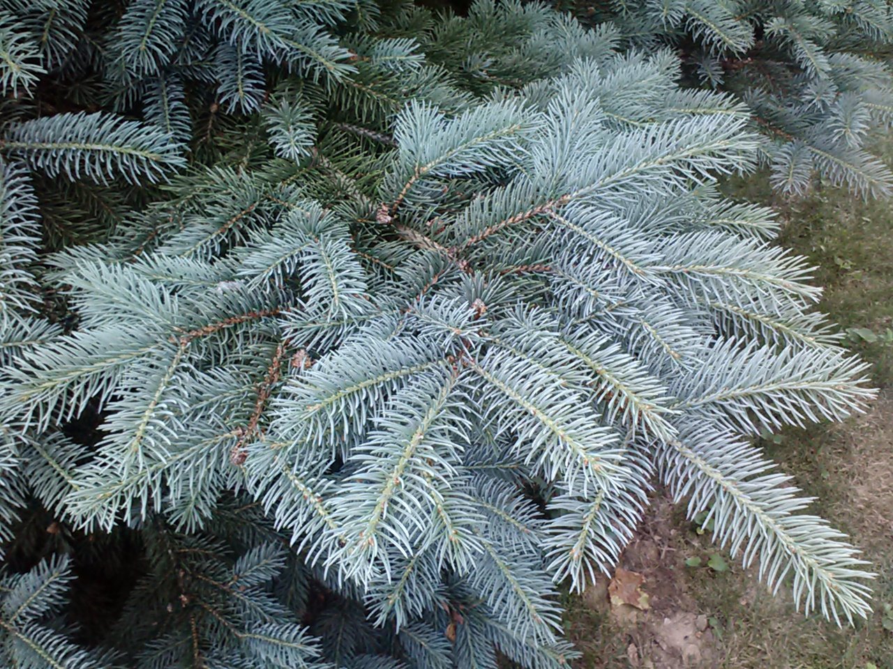 Pennsylvania Blue Spruce Branch