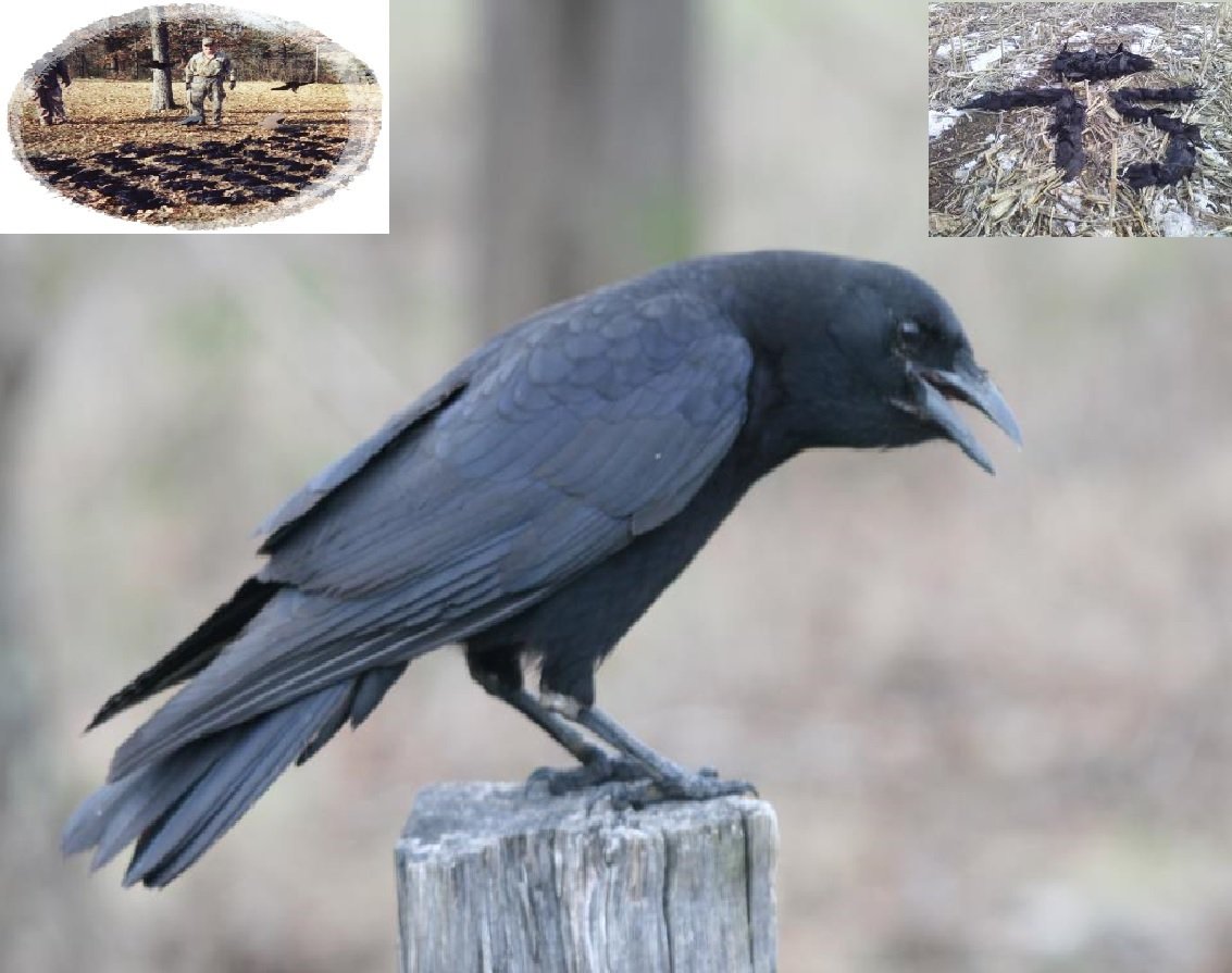 Crow Hunting Call Cd Crow Buster