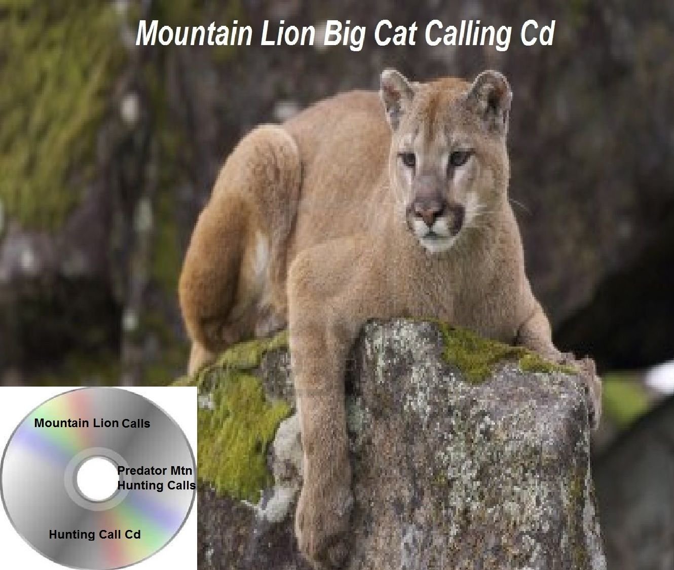 Mountain Lion Call Cd Hunting Calls Plays In Any Cd Player