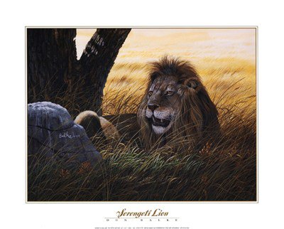 Serengeti Lion by Don Balke 20x16 Art Print Poster 752115