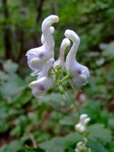 Swan Flowers seeds Chinese Orchid Flower Seeds 100 Seeds