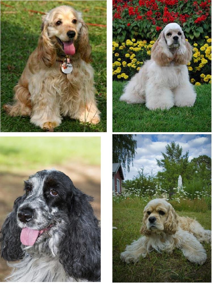 Lot Of 12 Cocker Spaniel Dog Fabric Panel Quilt Squares