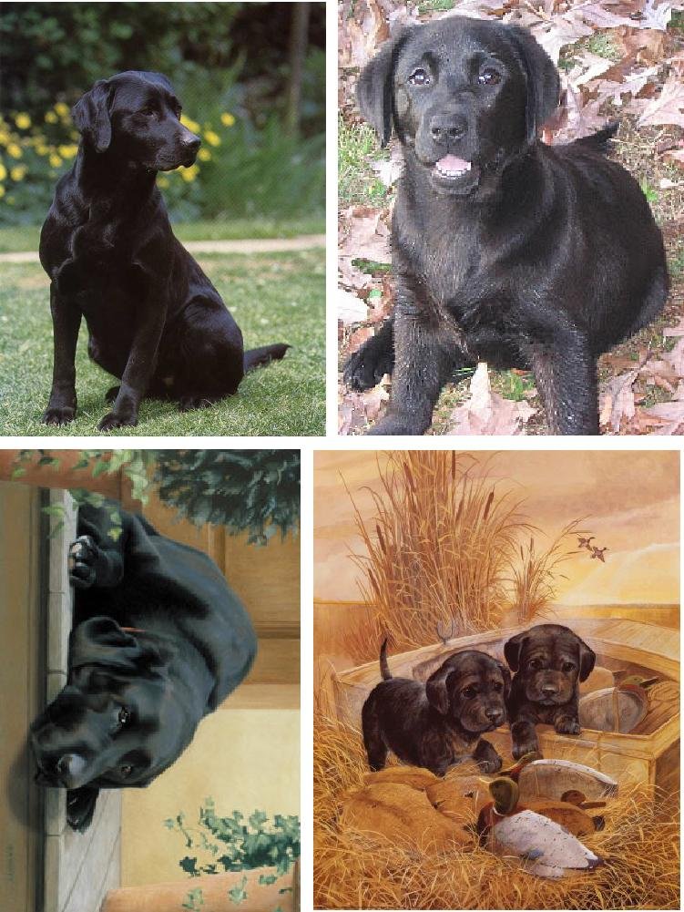 Lot Of 4 Black Lab Dog Fabric Panel Quilt Squares