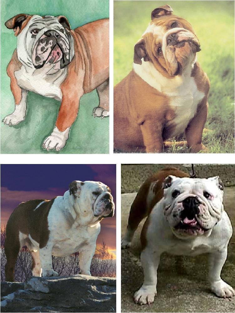 Lot Of 4 Bull Dog Fabric Panel Quilt Squares