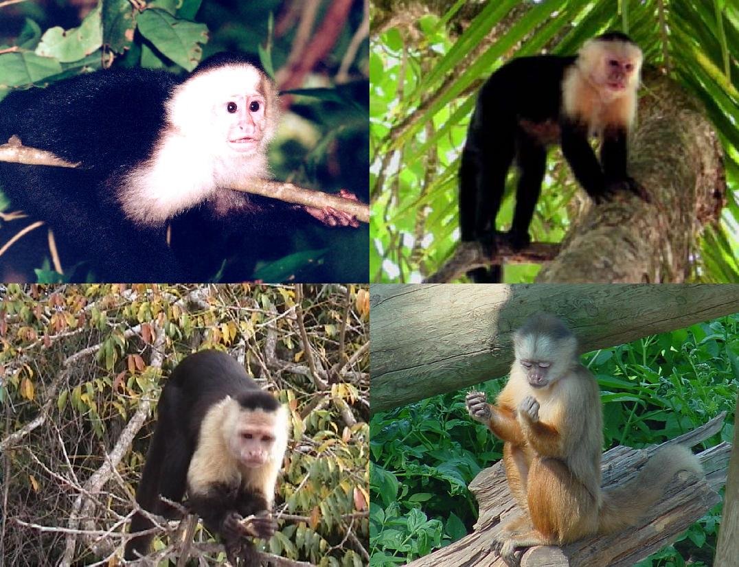 Lot Of 4 Capuchin Monkey Fabric Panel Quilt Squares