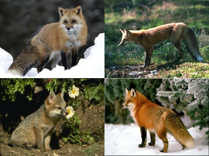 Lot Of 4 Fox Fabric Panel Quilt Squares