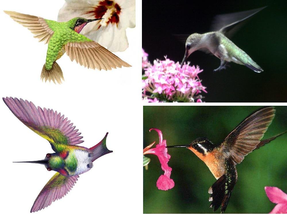 Lot Of 4 Hummingbird Fabric Panel Quilt Squares