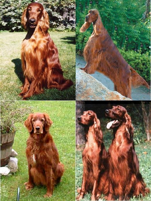 Lot Of 4 Irish Setter Dog Fabric Panel Quilt Squares