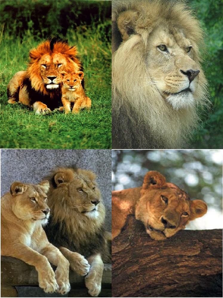 Lot Of 4 Lion Fabric Panel Quilt Squares