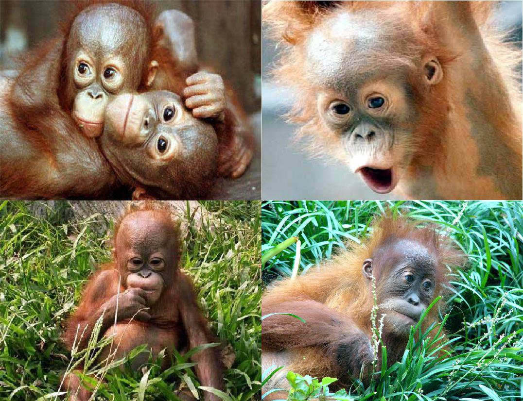 Lot Of 4 Orangutan Monkey Fabric Panel Quilt Squares