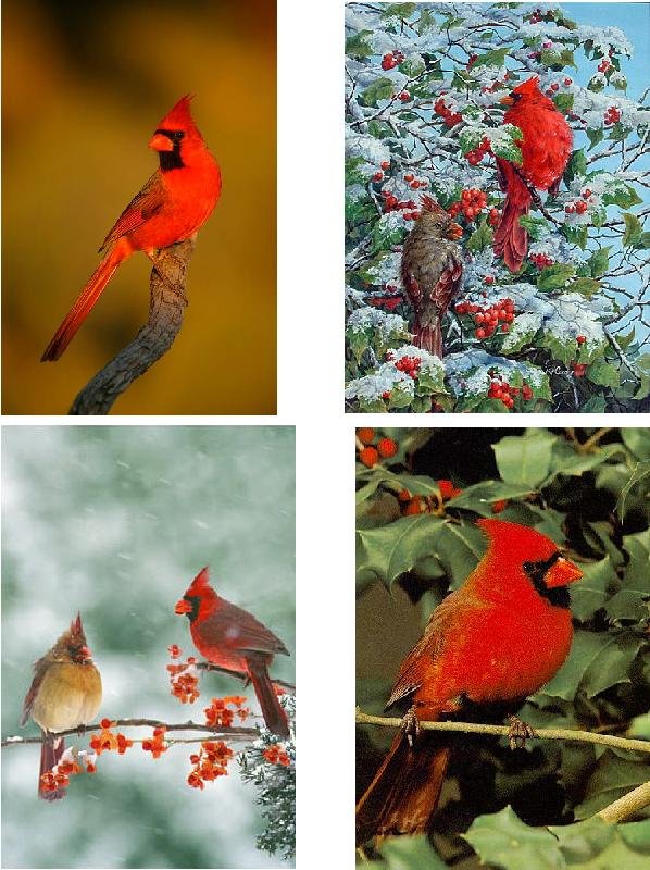 Lot Of 6 Cardinal Bird Fabric Panel Quilt Squares