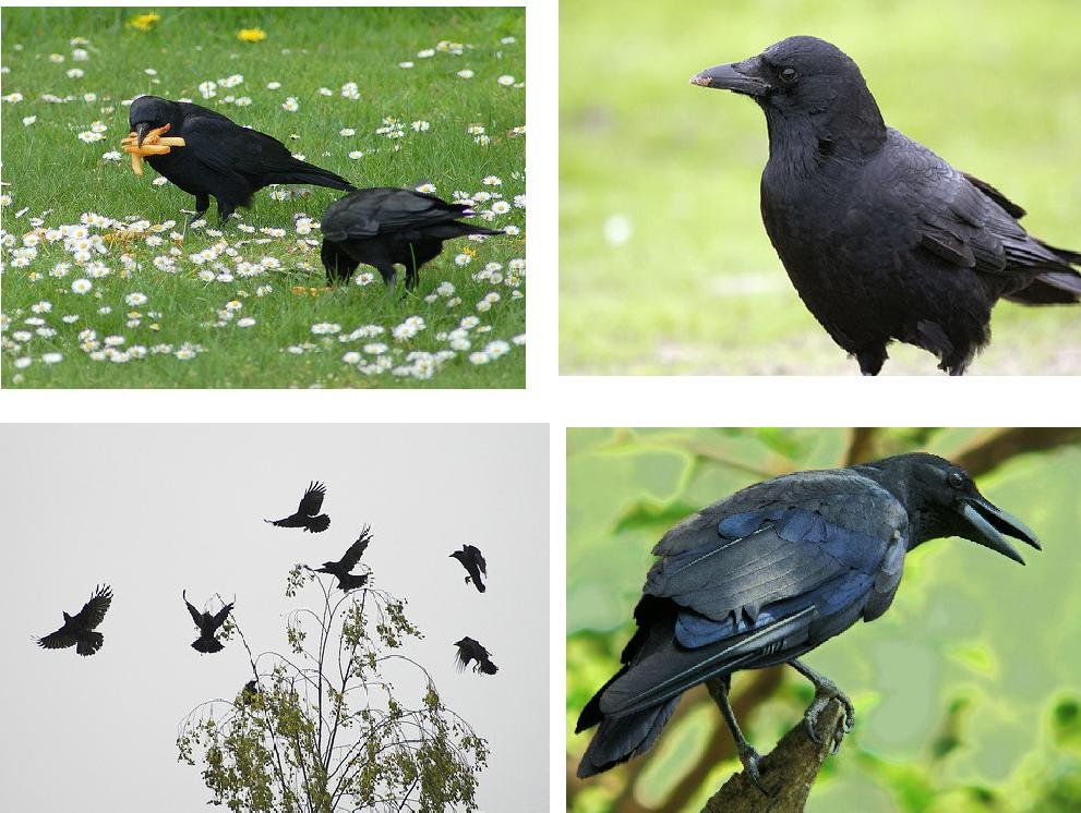 Lot Of 6 Crow Bird Fabric Panel Quilt Squares