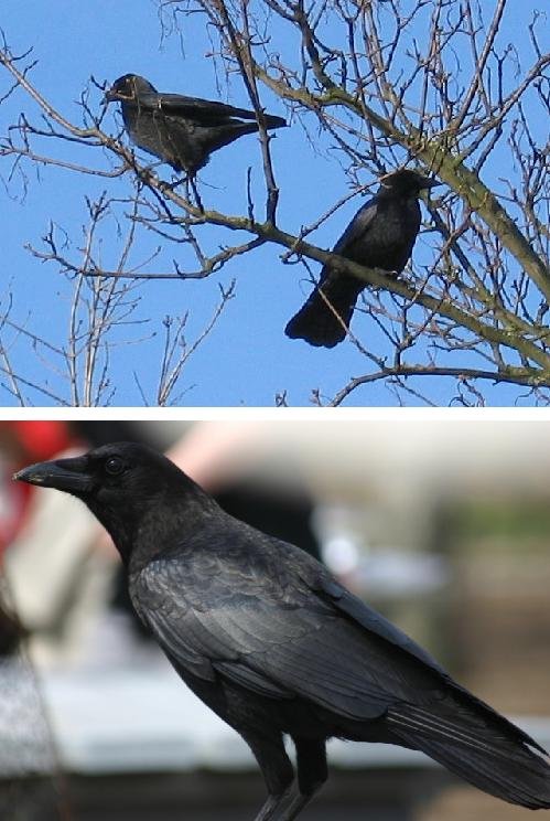Lot Of 6 Crow Bird Fabric Panel Quilt Squares
