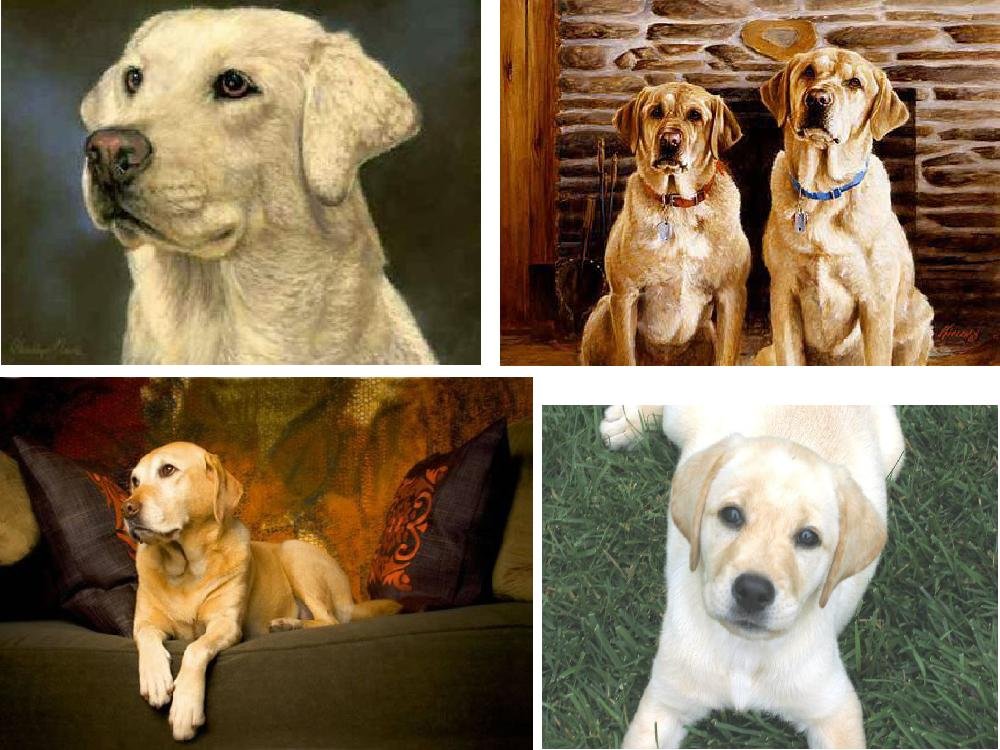 Lot Of 12 Yellow Lab Dog Fabric Panel Quilt Squares