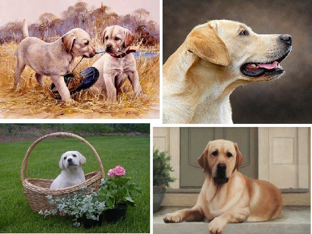 Lot Of 12 Yellow Lab Dog Fabric Panel Quilt Squares