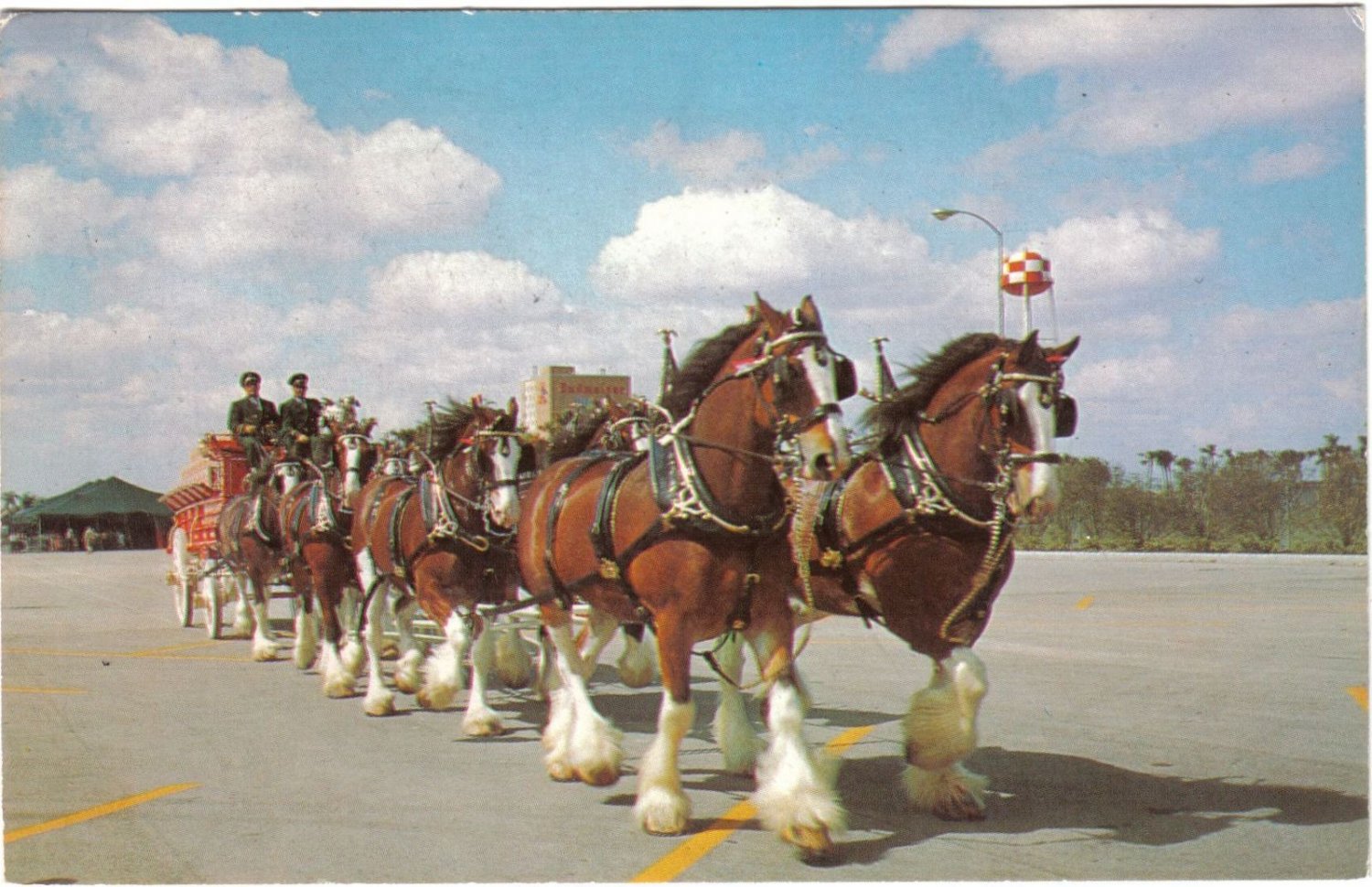 Florida Postcard Tampa Clydesdale 8 Horse Team Anheuser Busch Budweiser