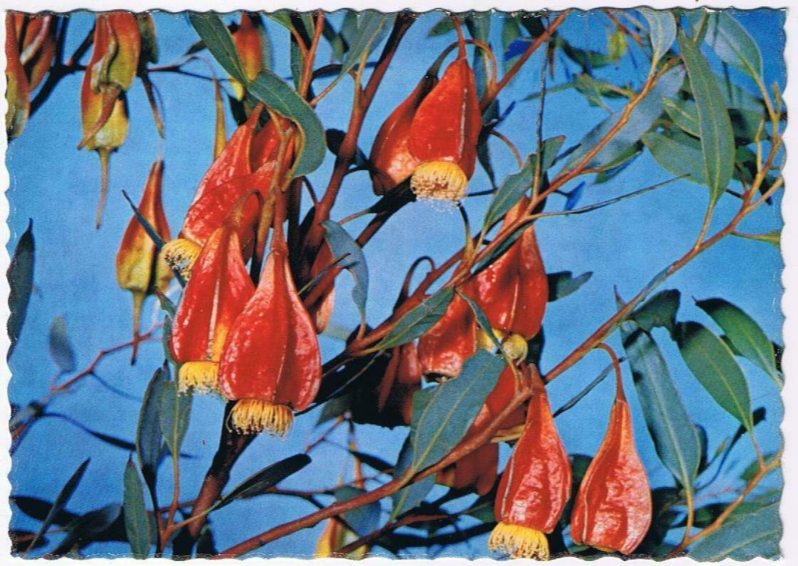 Australia Postcard Forrest's Marlock Eucalyptus