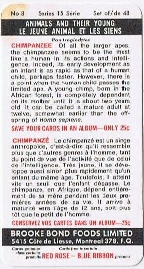 Brooke Bond Red Rose Tea Card #8 Chimpanzee Animals & Their Young