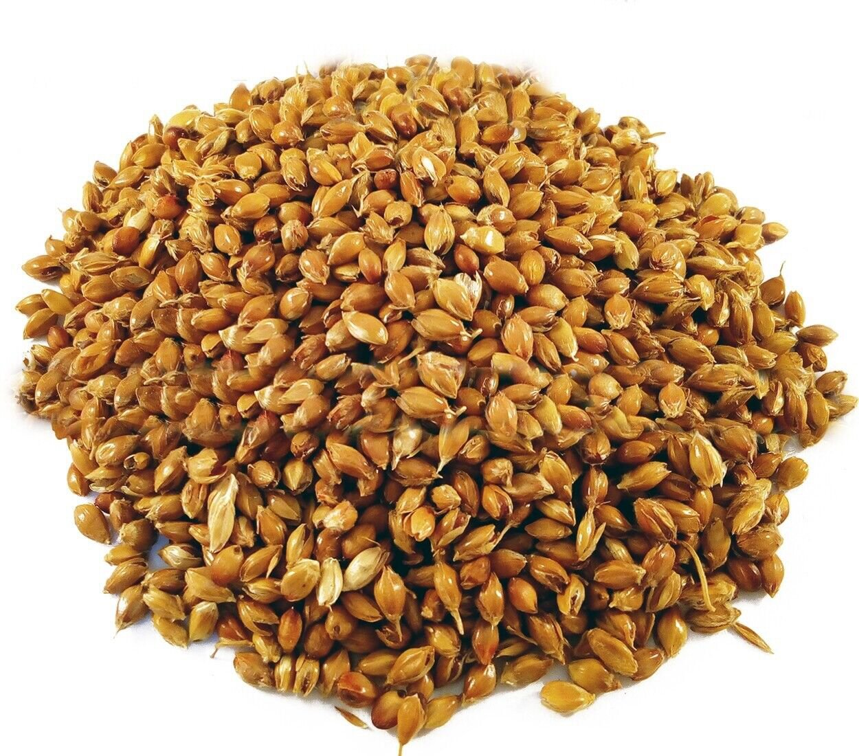 Sorghum seed Herb Tea in cirrhosis of the liver, for kidneys, Sorghum ...