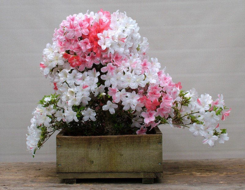 BONSAI - Rhododendron Simsii