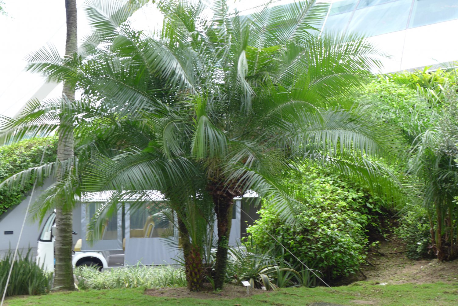 PALMS - Cliff Date Palm - Phoenix Rupicola